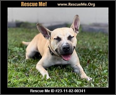 - Florida Black Mouth Cur Rescue - ADOPTIONS - Rescue Me!
