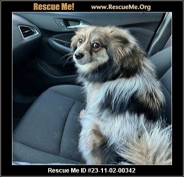 - Arizona Pomeranian Rescue - ADOPTIONS - Rescue Me!