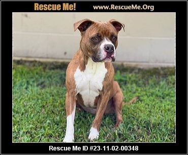 - Florida Boxer Rescue - ADOPTIONS - Rescue Me!