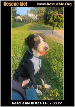 - Minnesota Dog Rescue - ADOPTIONS - Rescue Me!