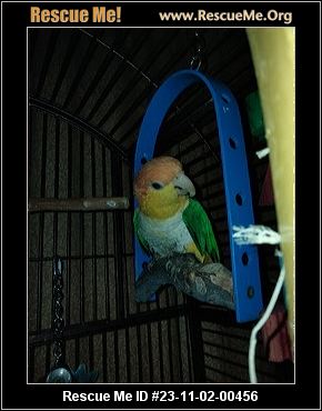 - Washington Pet Bird Rescue - ADOPTIONS - Rescue Me!