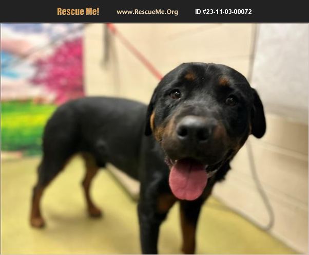 ADOPT 23110300072 ~ Rottweiler Rescue ~ Moreno Valley, CA
