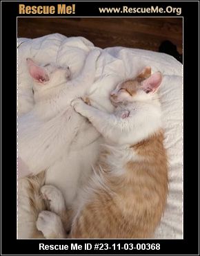 - Tennessee Cat Rescue - ADOPTIONS - Rescue Me!