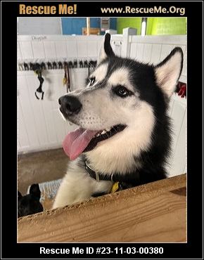 - Ohio Siberian Husky Rescue - ADOPTIONS - Rescue Me!