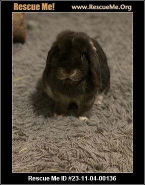 - California Rabbit Rescue - ADOPTIONS - Rescue Me!