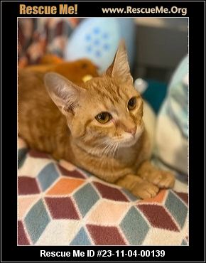 - Michigan Cat Rescue - ADOPTIONS - Rescue Me!