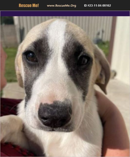 ADOPT 23110400162 ~ Mountain Cur Rescue ~ Bristol, CT