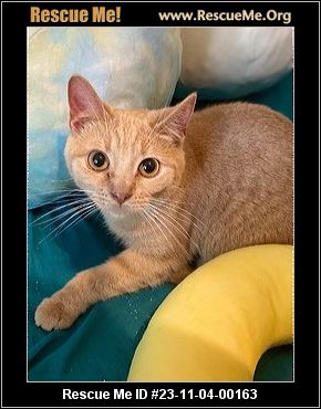 - Michigan Cat Rescue - ADOPTIONS - Rescue Me!