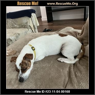 - Florida Jack Russell Rescue - ADOPTIONS - Rescue Me!