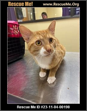 - Michigan Cat Rescue - ADOPTIONS - Rescue Me!