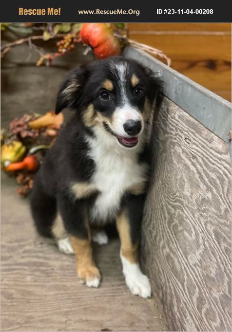 ADOPT 23110400208 ~ Australian Shepherd Rescue ~ Muskego, WI