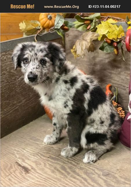 ADOPT 23110400217 ~ Australian Shepherd Rescue ~ Muskego, WI