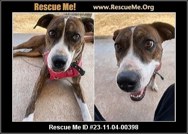 - Rhode Island Dog Rescue - ADOPTIONS - Rescue Me!