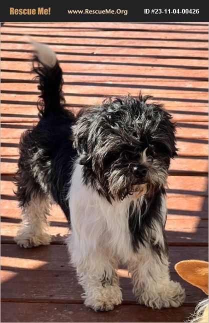 ADOPT 23110400426 ~ Shih Tzu Rescue ~ Capitan, NM