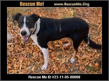 - Colorado Border Collie Rescue - ADOPTIONS - Rescue Me!
