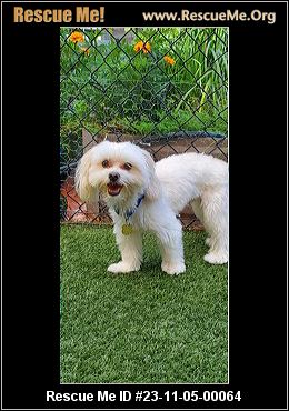- Florida Maltese Rescue - ADOPTIONS - Rescue Me!