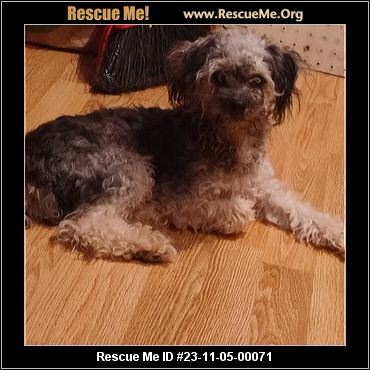 - Wisconsin Maltese Rescue - ADOPTIONS - Rescue Me!