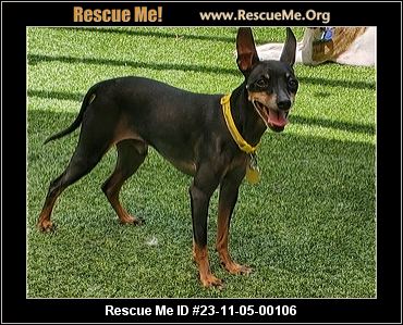 - Florida Miniature Pinscher Rescue - ADOPTIONS - Rescue Me!