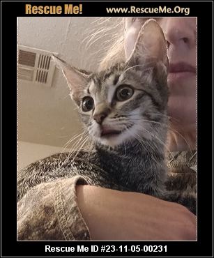 - Washington Cat Rescue - ADOPTIONS - Rescue Me!