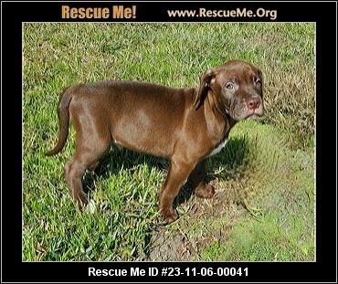- Texas Vizsla Rescue - ADOPTIONS - Rescue Me!