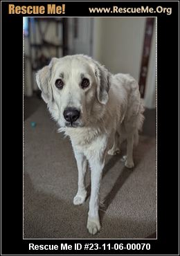 - Minnesota Dog Rescue - ADOPTIONS - Rescue Me!