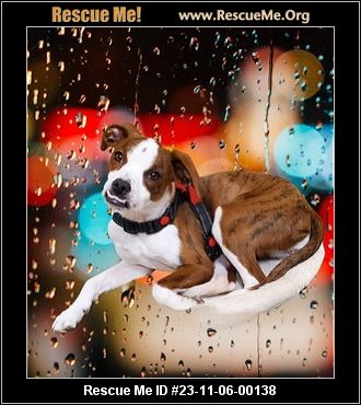 - Iowa Dog Rescue - ADOPTIONS - Rescue Me!