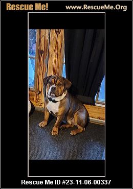 - Pennsylvania Beagle Rescue - ADOPTIONS - Rescue Me!