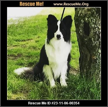 - Georgia Border Collie Rescue - ADOPTIONS - Rescue Me!