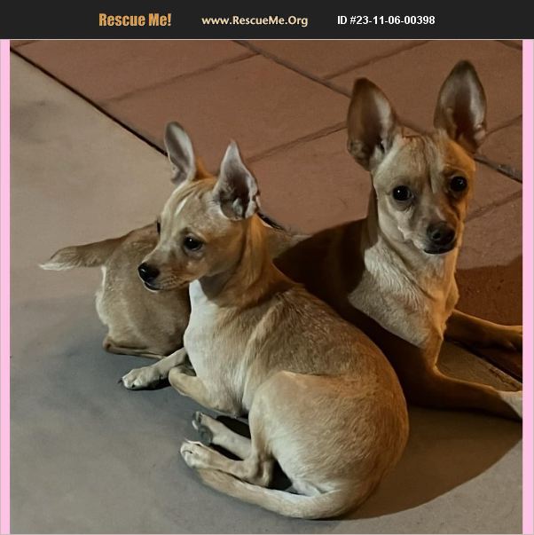 ADOPT 23110600398 ~ Chihuahua Rescue ~ Tempe, AZ
