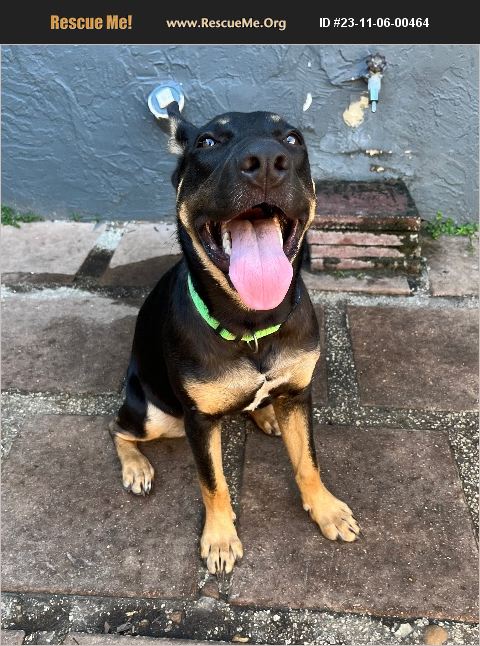 ADOPT 23110600464 ~ German Pinscher Rescue ~ Seminole County, FL