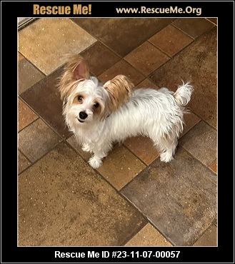 - Texas Yorkie Rescue - ADOPTIONS - Rescue Me!
