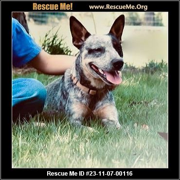 - South Carolina Dog Rescue - ADOPTIONS - Rescue Me!