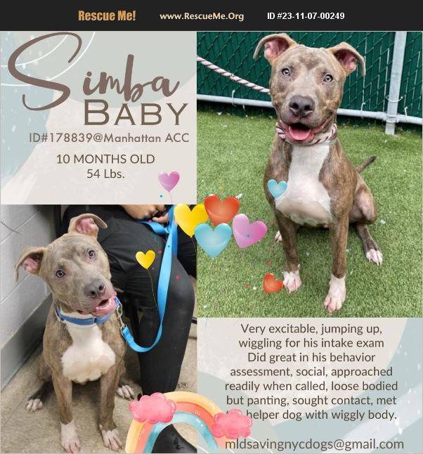 ADOPT 23110700249 ~ Pit Bull Rescue ~ New York