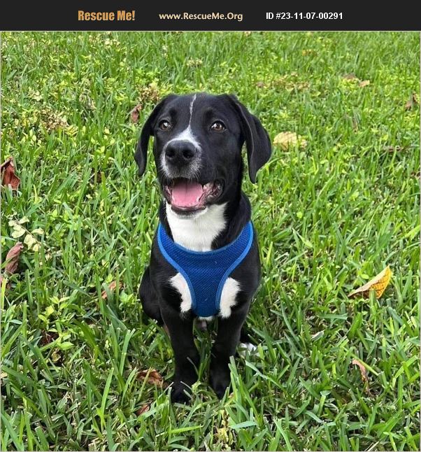 ADOPT 23110700291 ~ Great Dane Rescue ~ Boca Raton, FL