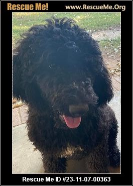 - Georgia Poodle Rescue - ADOPTIONS - Rescue Me!