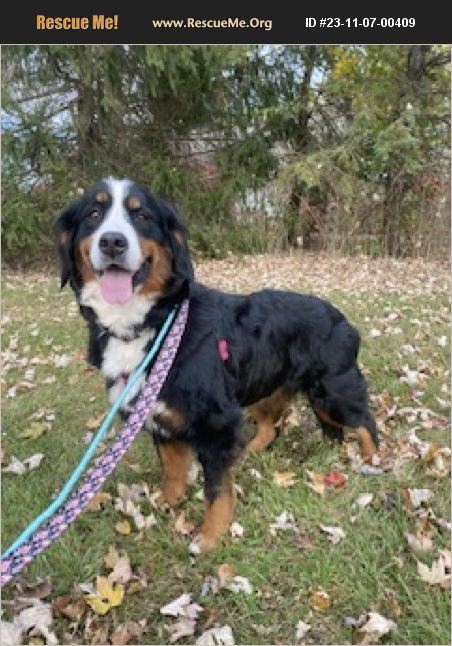 ADOPT 23110700409 ~ Bernese Mountain Dog Rescue ~ Galloway, OH
