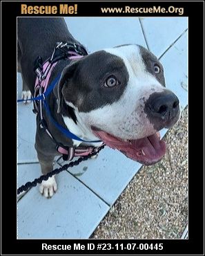 - California American Bulldog Rescue - ADOPTIONS - Rescue Me!