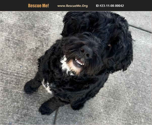 ADOPT 23110800042 ~ Portuguese Water Dog Rescue ~ Fredericksburg, VA