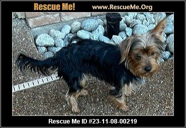 - Texas Yorkie Rescue - ADOPTIONS - Rescue Me!