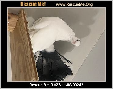 - Pennsylvania Pet Bird Rescue - ADOPTIONS - Rescue Me!