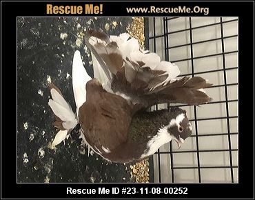 - Pennsylvania Pet Bird Rescue - ADOPTIONS - Rescue Me!