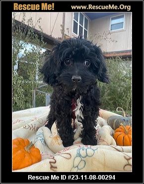 - Oklahoma Dog Rescue - ADOPTIONS - Rescue Me!