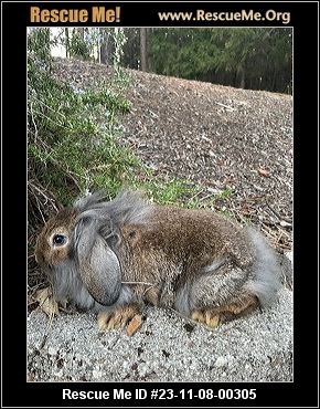 - California Rabbit Rescue - ADOPTIONS - Rescue Me!