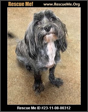 - Oklahoma Yorkie Rescue - ADOPTIONS - Rescue Me!