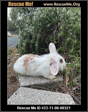- California Rabbit Rescue - ADOPTIONS - Rescue Me!
