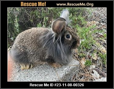 - California Rabbit Rescue - ADOPTIONS - Rescue Me!