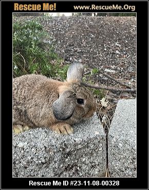 - California Rabbit Rescue - ADOPTIONS - Rescue Me!