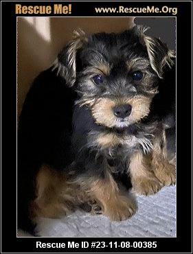 - California Yorkie Rescue - ADOPTIONS - Rescue Me!