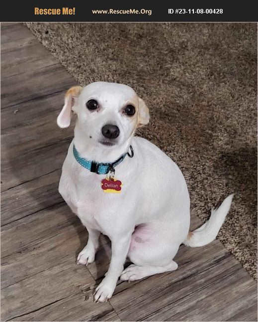 ADOPT 23110800428 ~ Jack Russell Rescue ~ VICTORIA, TX