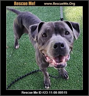 - California American Bulldog Rescue - ADOPTIONS - Rescue Me!